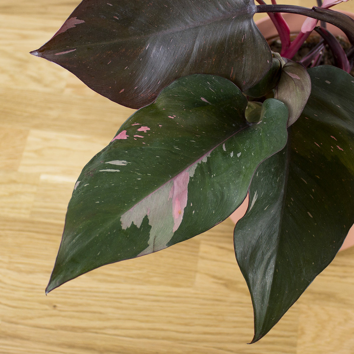 Philodendron Pink Princess 'M'