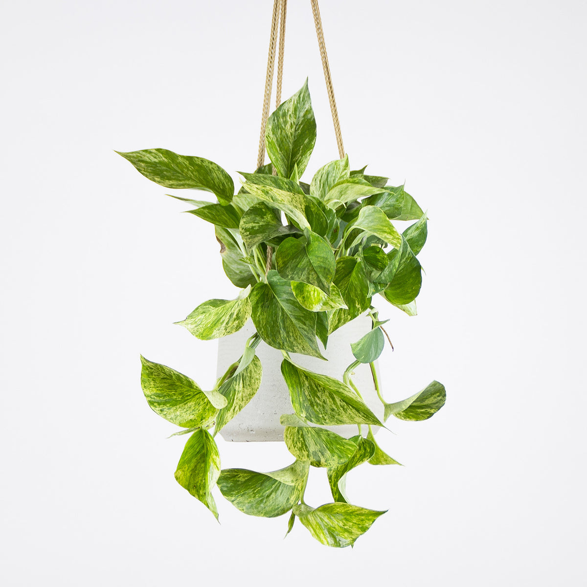 Epipremnum Marble Queen - hanging