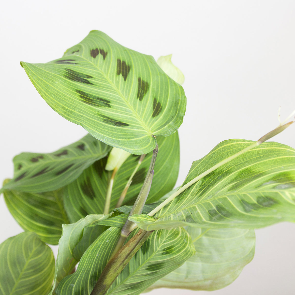 Maranta Light Veins