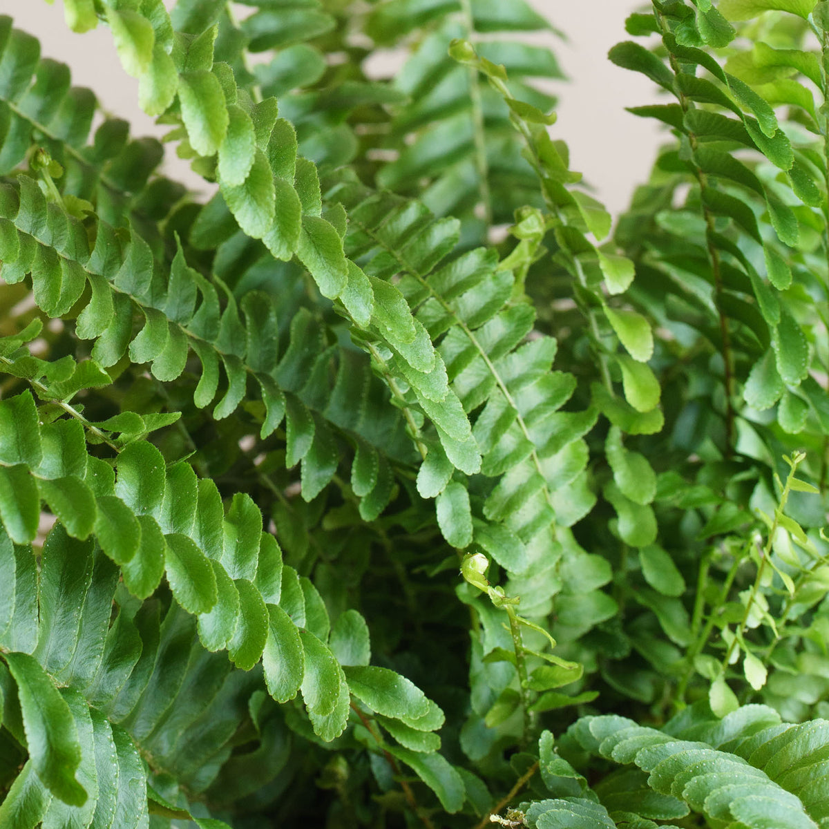 Nephrolepis Exaltata