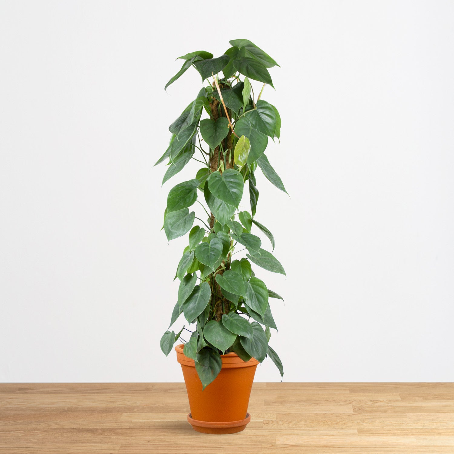 Philodendron Scandens