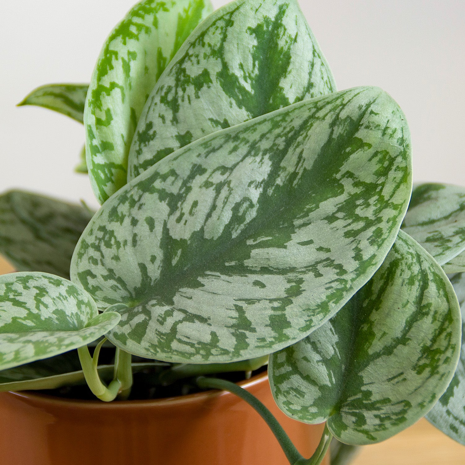 Pokojové rostliny – DMP